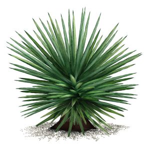 Agave ⋆ Del Maguey Single Village Mezcal