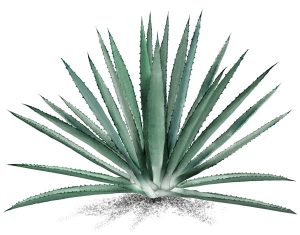 Agave ⋆ Del Maguey Single Village Mezcal