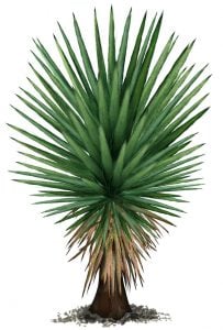 Agave ⋆ Del Maguey Single Village Mezcal