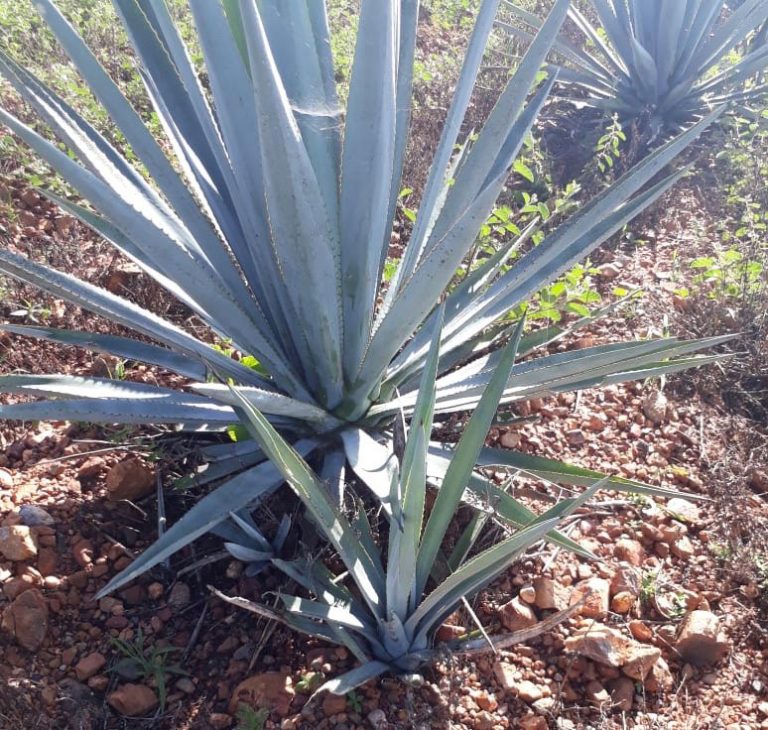 Del Maguey Agave Sustainability Management Programs ⋆ Del Maguey Single ...