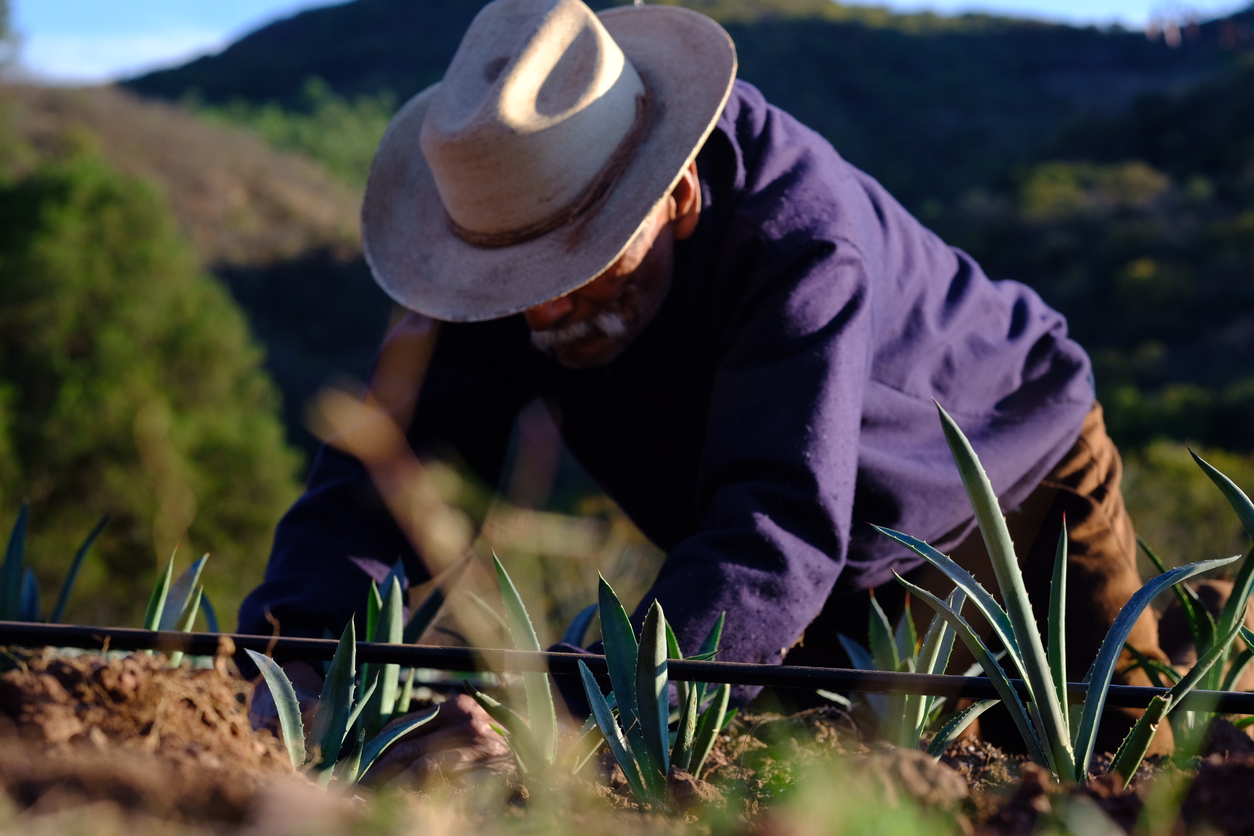 Del Maguey Wild Agave Project Update ⋆ Del Maguey Single Village Mezcal