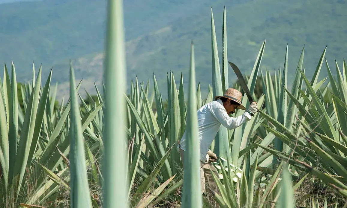 Vida Collection by Del Maguey