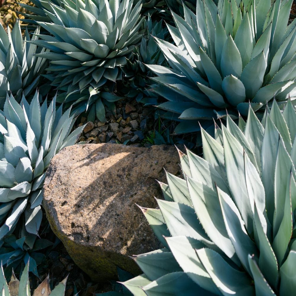 What is Agave Syrup? Discover Its Uses and Benefits | Del Maguey