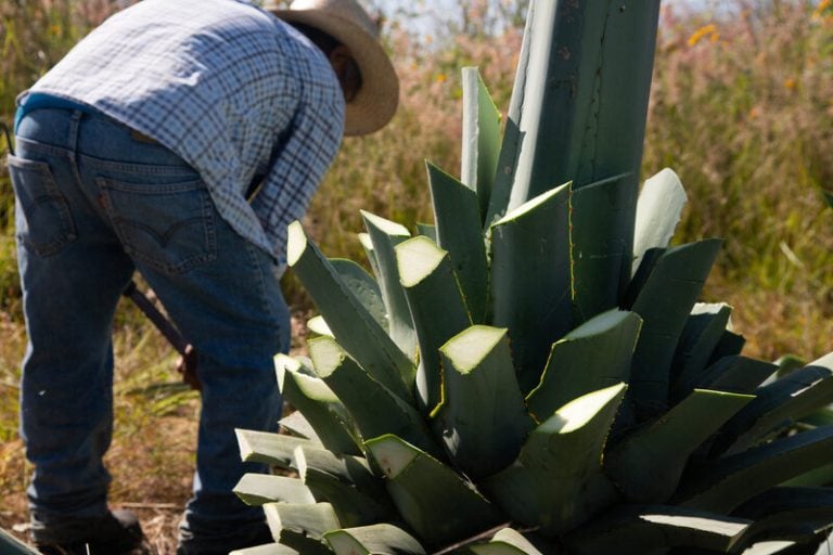 ⋆ Pechuga Mezcal Explained: Process, Tradition and Flavor
